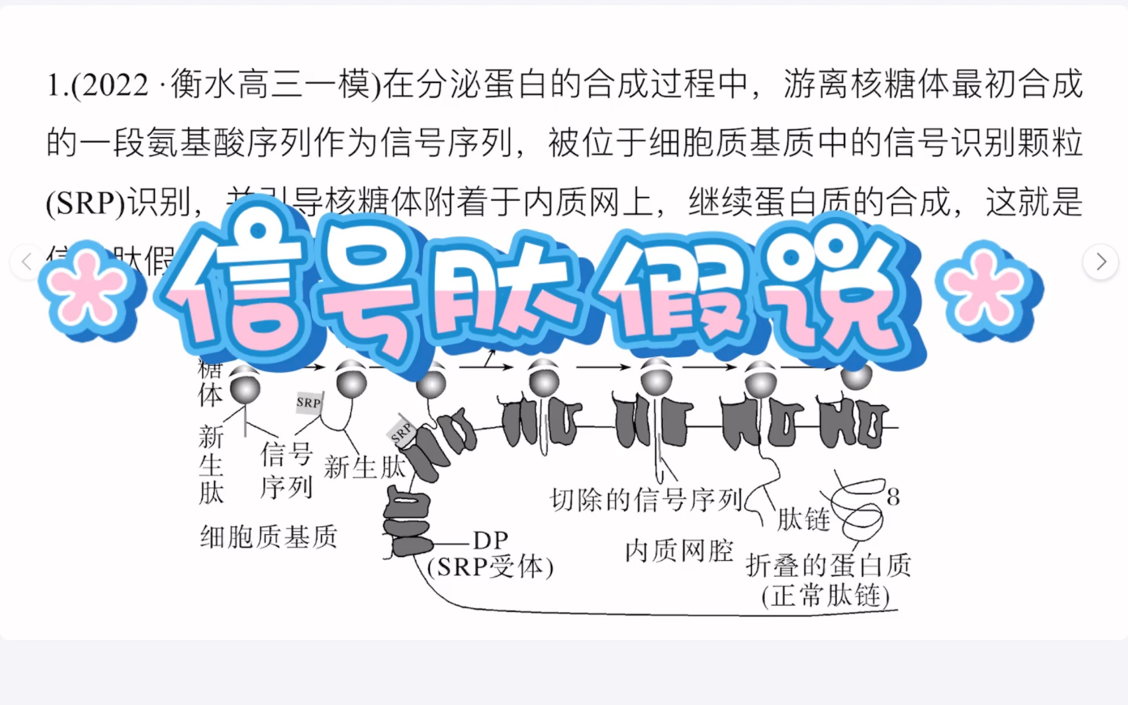 【高中生物一轮复习】信号肽假说～下一期视频更新基因工程,各位小...