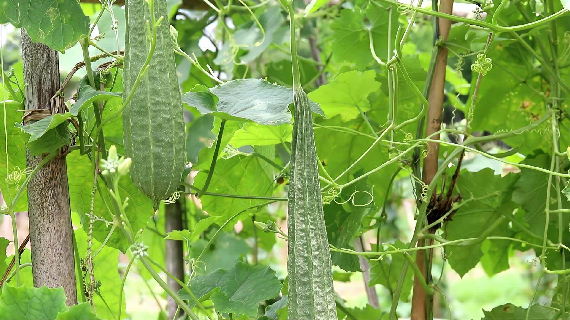 想要丝瓜产量高,摘都摘不完,这种生长技巧一定要学会
