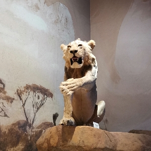 张栩烽 