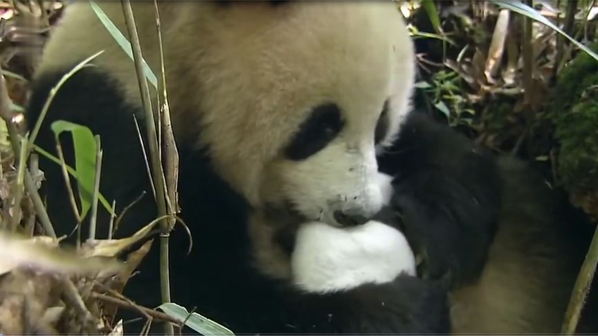 【纪录片】拯救大熊猫3--熊猫宝宝的成长之路【720P】