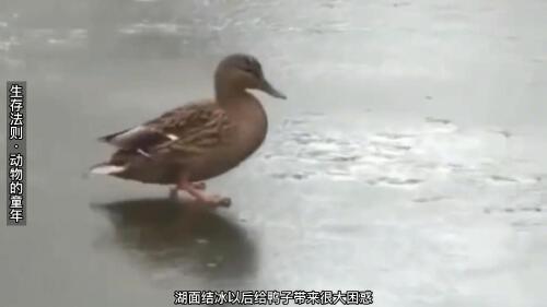动物神奇的童年,小鸭子爬墙爬玻璃,小狗会模仿秀,学着公鸡打鸣