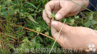 农村一种野生珍贵植物,叶子很细小,浑身都是宝,了解一下吧