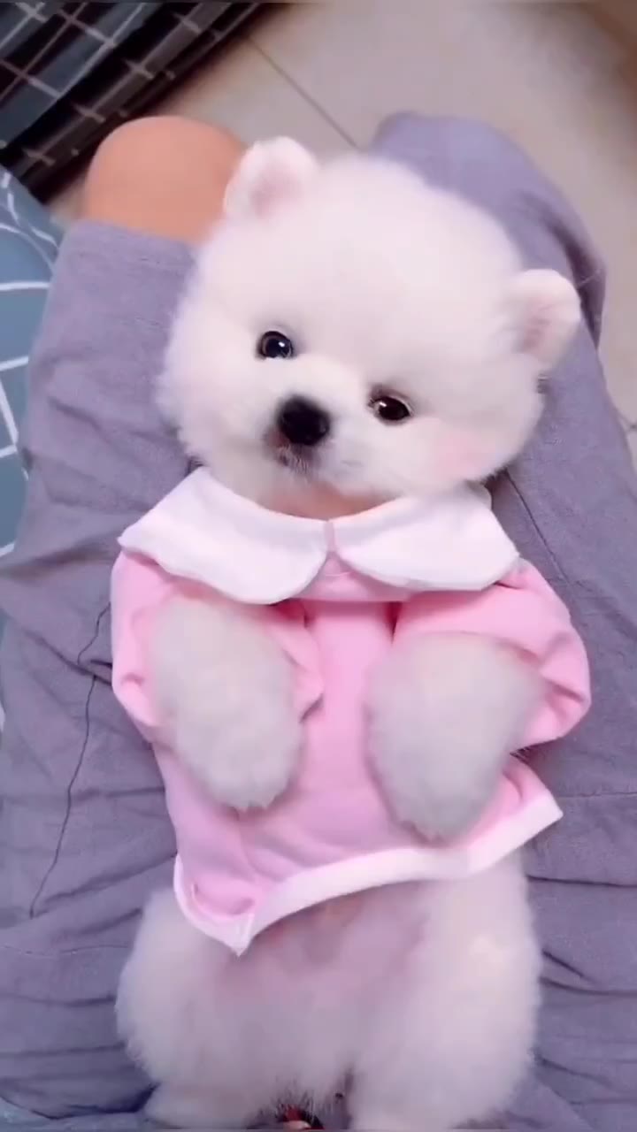 咋来了那么多 茶杯犬 茶杯犬视频大全 萌宠