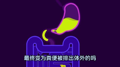 你知道人体完整的消化过程吗