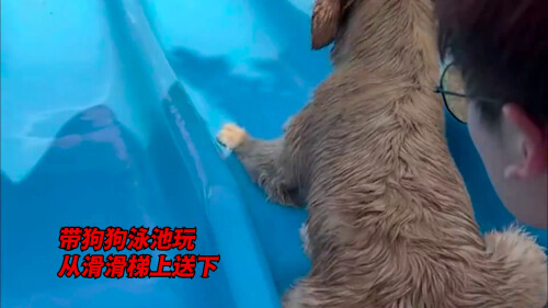 带狗狗泳池玩,从滑滑梯上送下,网友:用尽力气挣扎