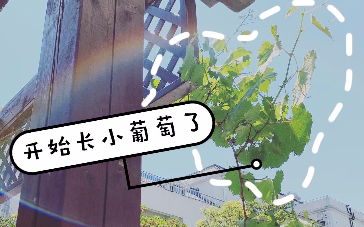 小葡萄成长记|2020.4.28-5.8生长日记