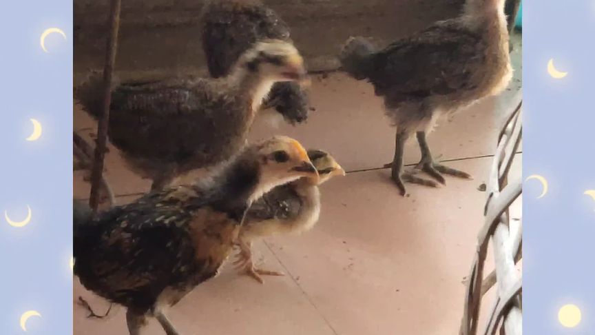 同样大小的蛋,同一天孵出来的,为何你就如此与众不同呢