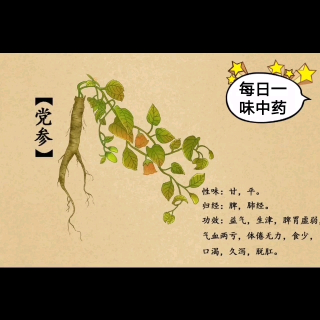 国粹传承:每日学一味中药之党参