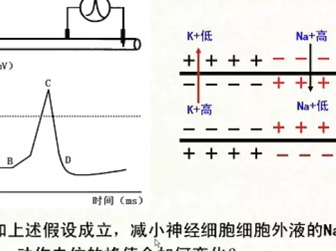 (汉水丑生一轮复习)静息电位和动作电位产生的离子基础(神经调节二)
