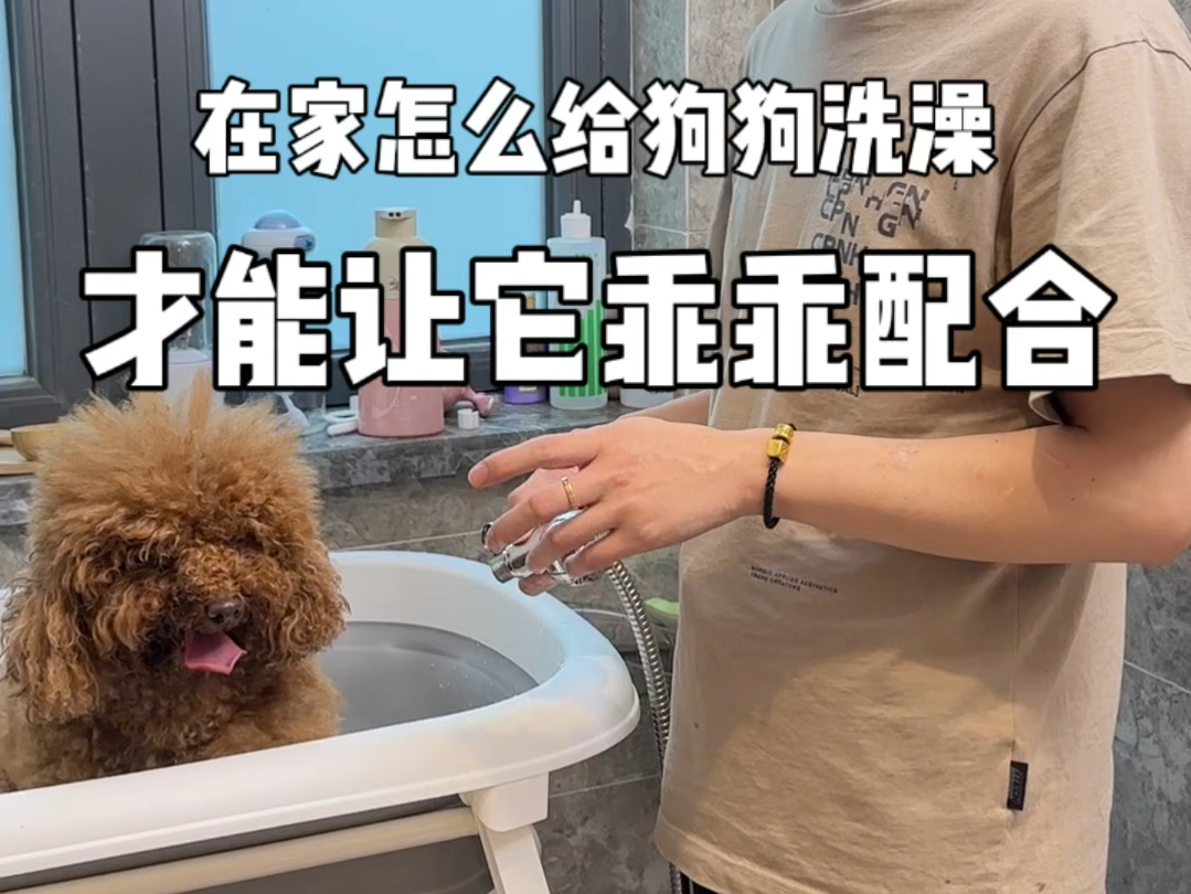 在家怎么给狗狗洗澡,并且让它乖乖配合!详细流程看完,小白也能上手!