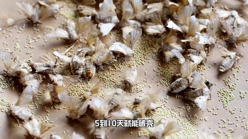 蚕每个阶段大约经历了多长时间