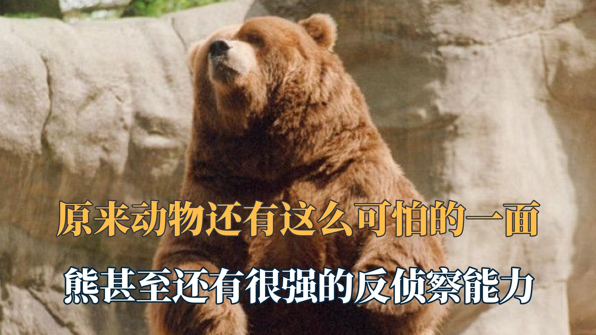 原来动物还有这么可怕的一面!熊会模仿人的行为