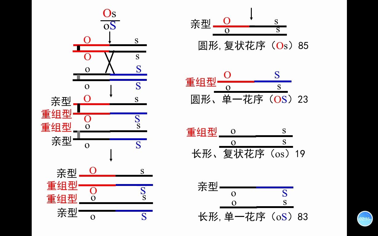6.4习题:两个基因交换值的计算