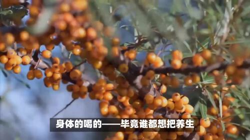 社区姐妹都在喝!沙棘养出好气色,淡斑调经还防感冒