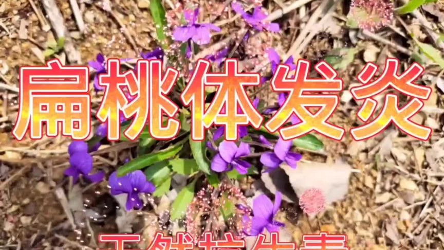 扁桃体发炎久治不愈,注意抗生素副作用