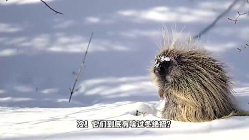 寒冬求生秘籍!揭秘动植物不为人知的过冬神技