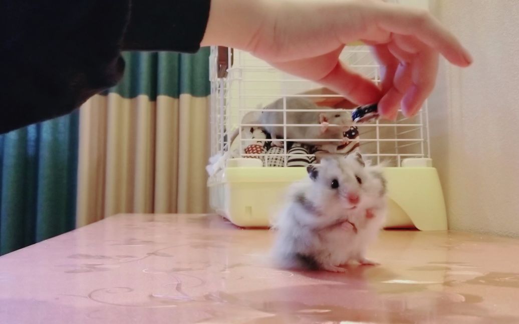 【萌神修炼手册】如何教你的鼠鼠给你戴戒指?