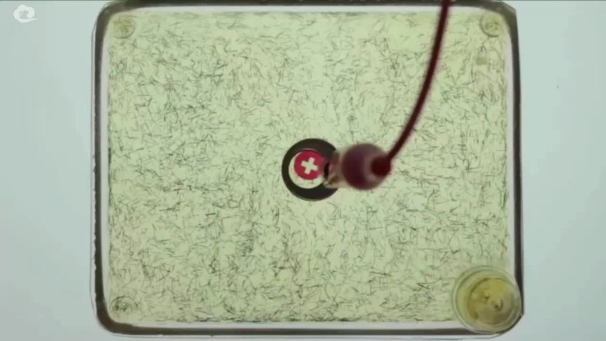 #知识科普 各种电场线的模拟实验。#高中物理