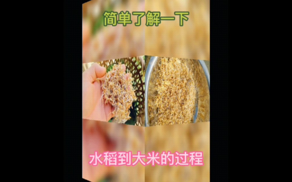 水稻到大米的过程你知道吗?
