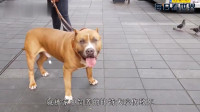 比藏獒还要凶猛的狗,体型不大咬合力却惊人,曾有多起咬人案例