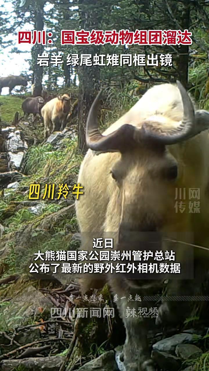 ...相机数据,红外相机拍摄到多种国家一、二级保护野生动物活动画面。