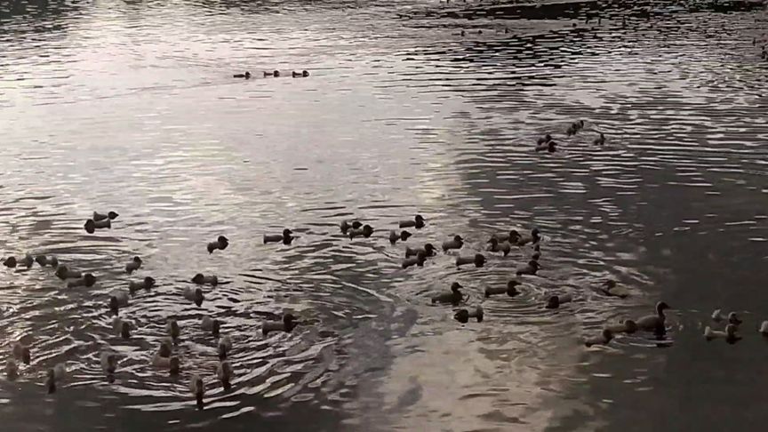 完整记录鸭子成长周期,第十天