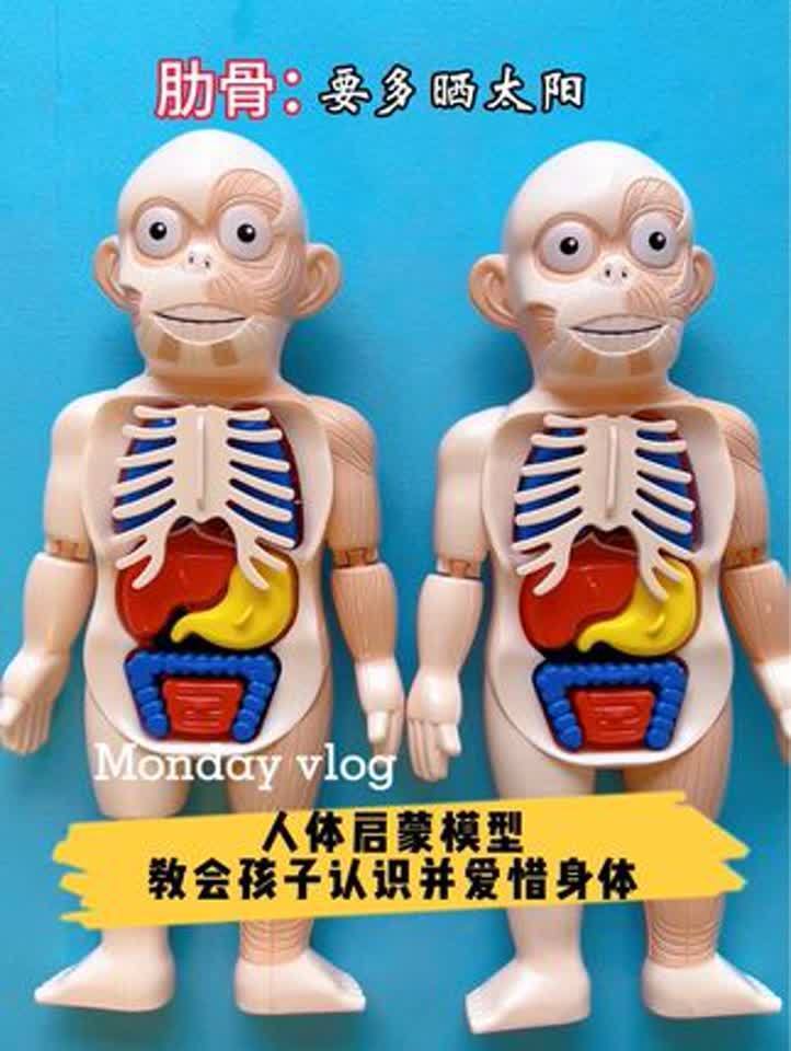 人体模型启蒙玩具人体模型启蒙玩具,可以让孩子从小了解身体构造,...