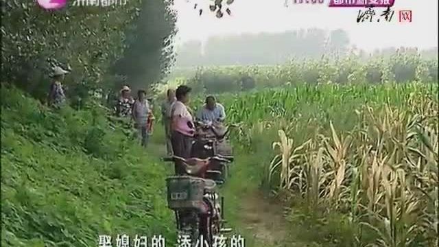 济南长清十亩地玉米一夜全死光 竟是因为这样