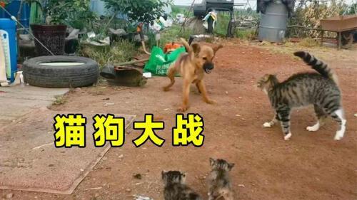 狗狗和猫咪打架,狗狗输惨了,吓得只能躲窝里!