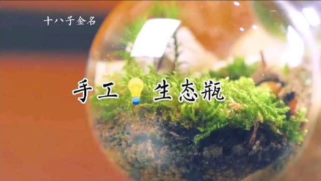 手工灯泡生态瓶制作流程,简单有趣