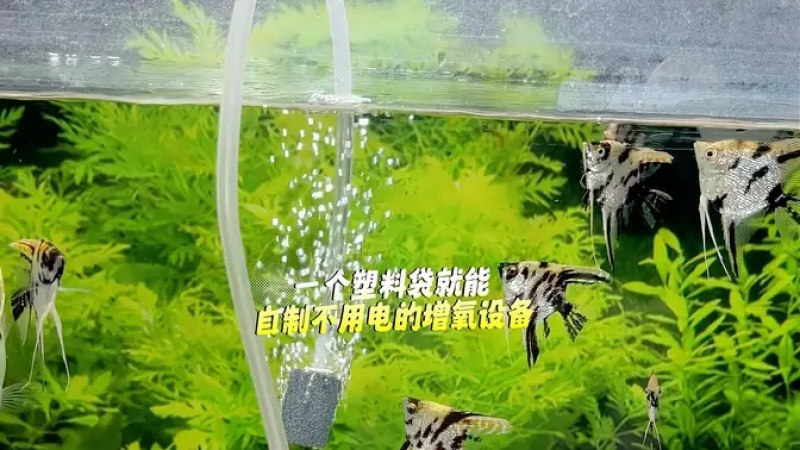 万万没想到,一个塑料袋就能自制不用电的增氧设备 水族 增氧泵