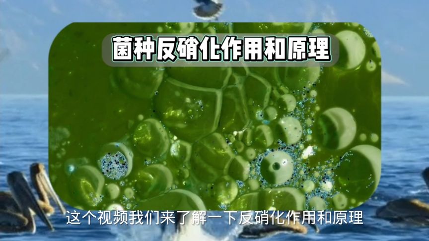 污水处理菌种反硝化作用和原理,微生物菌种,硝化菌种,祥之源