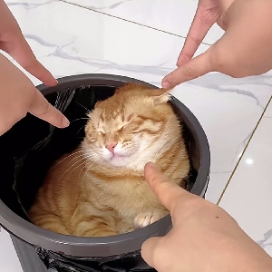 鹏丶 