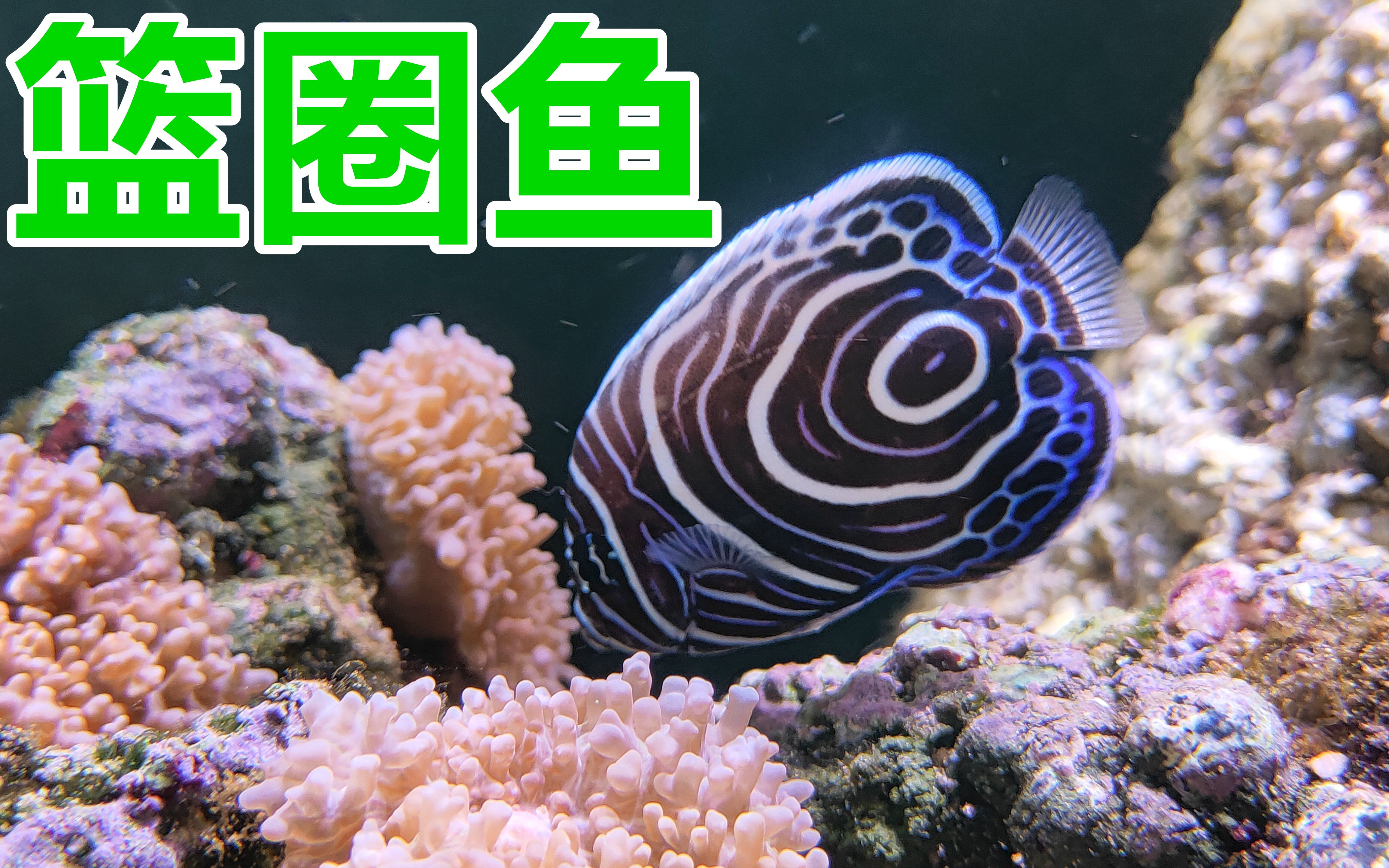 200元买了条会变身的皇后神仙幼鱼,适应能力超强不愧是帝皇之子