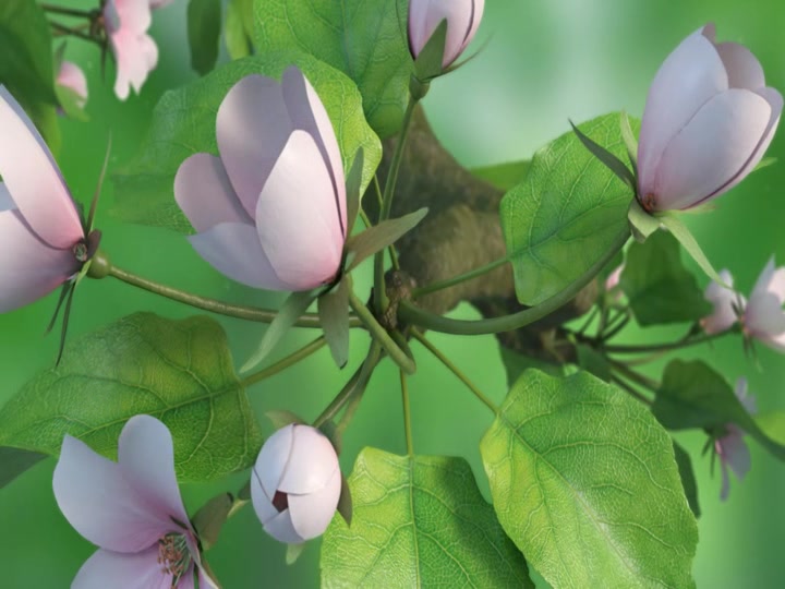 苹果树发芽开花结果 过程演示 houdini 3ds max 承接类似项目