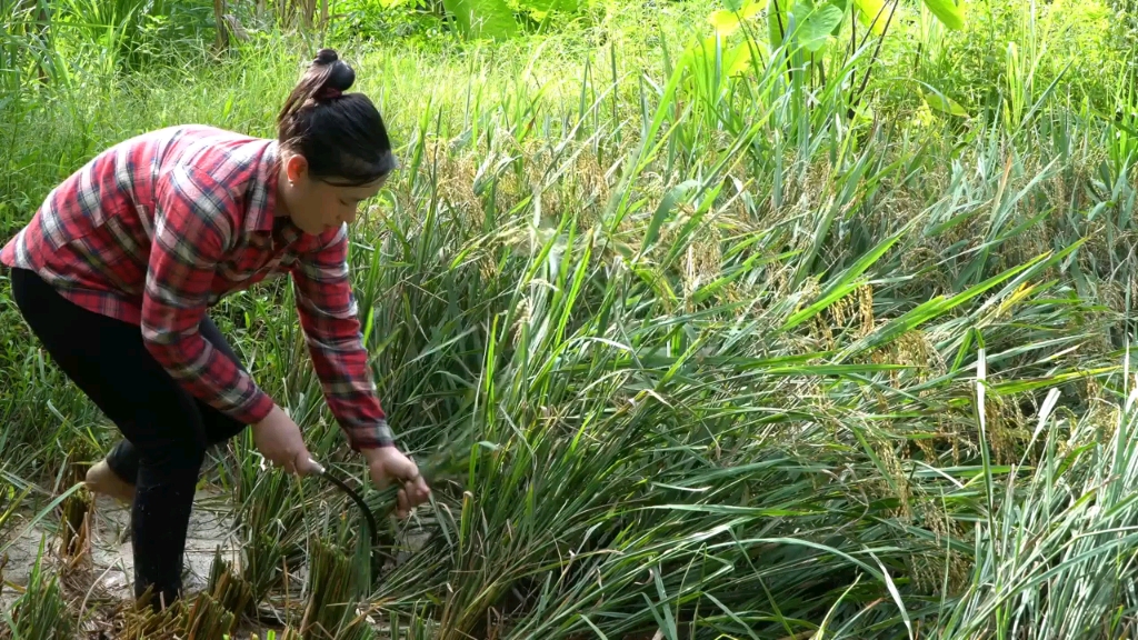 大姐一人收割水稻,进行晾晒水稻剥壳,变成大米的过程