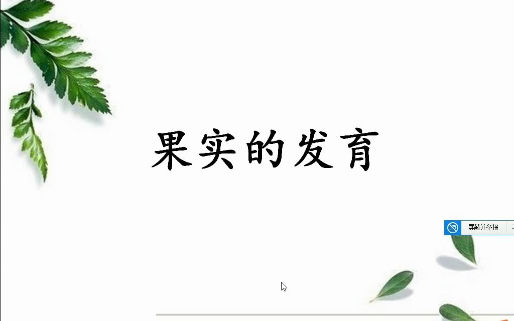 果实的发育