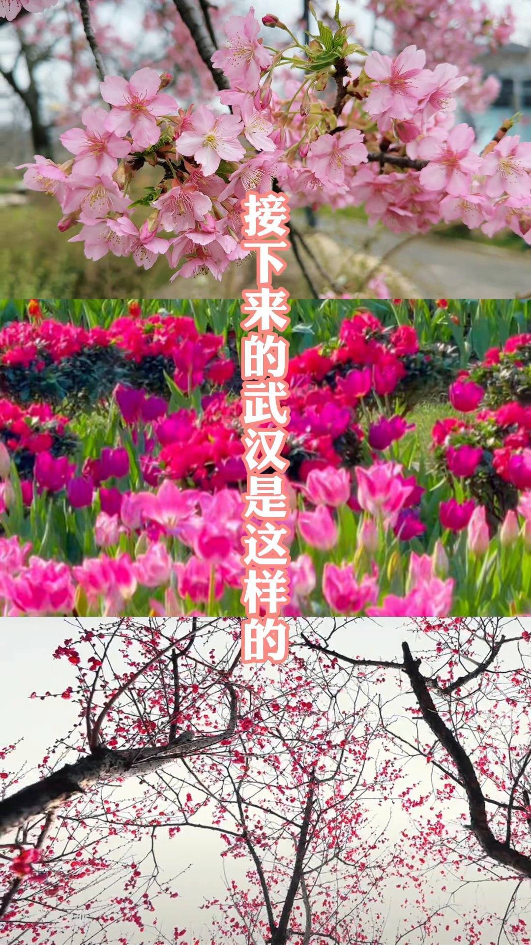 武汉赏樱季第一个周末看什么花