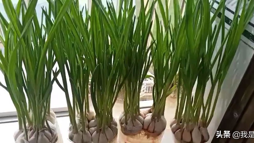 谁说蒜苗非要种去泥土的,你看看用水种的一样长得这么好长见识了