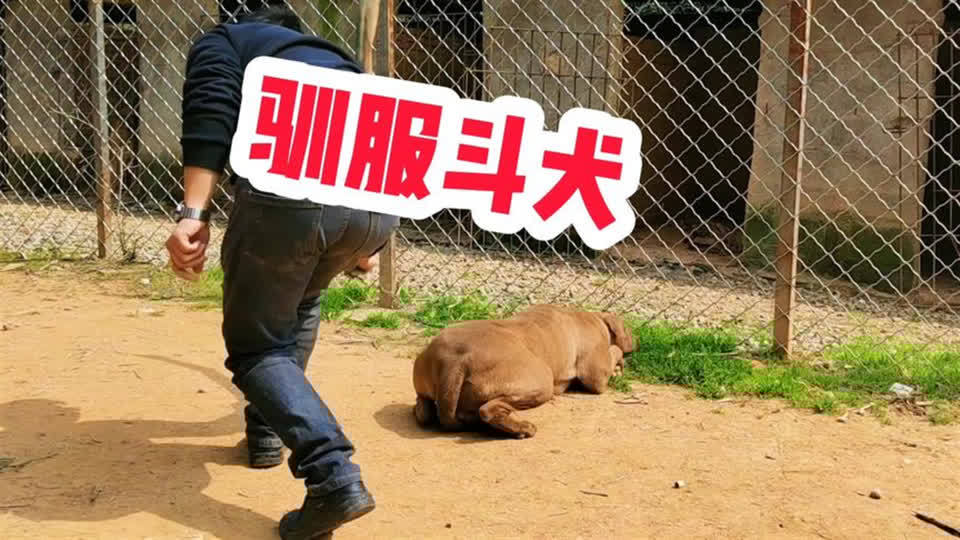 斗犬比特失控乱跑,狗主人出狠招能否驯服斗犬