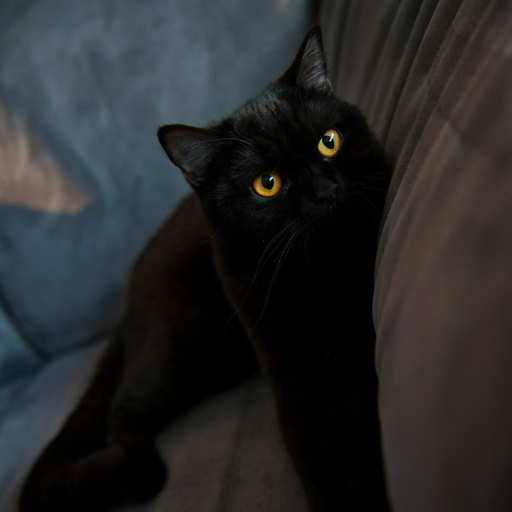 还是喜欢猫猫_ 