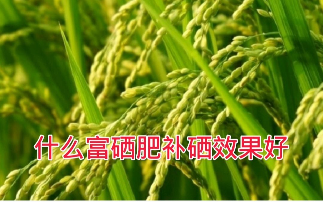什么富硒肥补硒效果好?