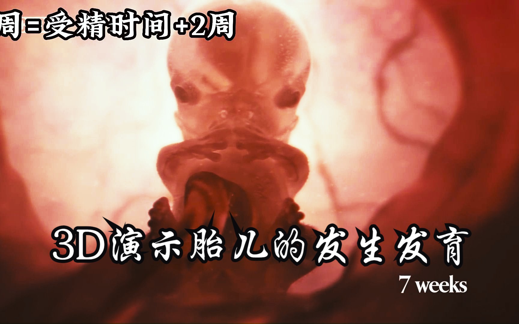 3D演示胎儿的发生与发育过程