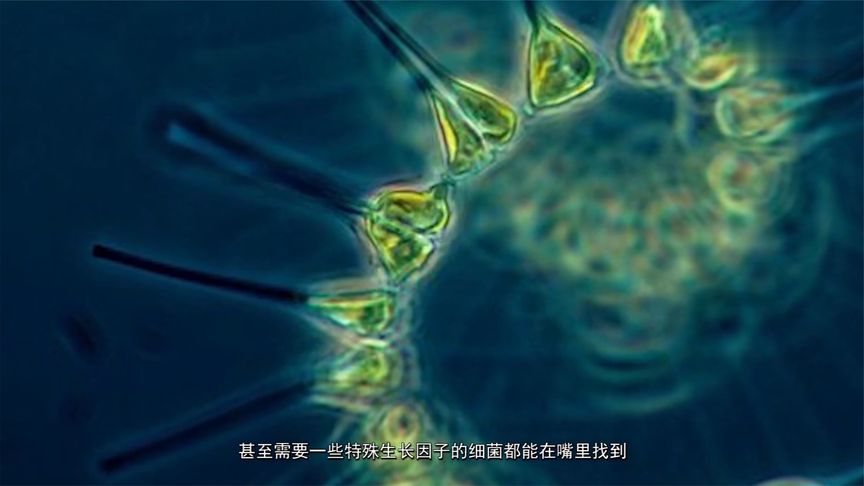 你完全想不到身体里2000亿细菌在做什么?居然在保护你各个器官!