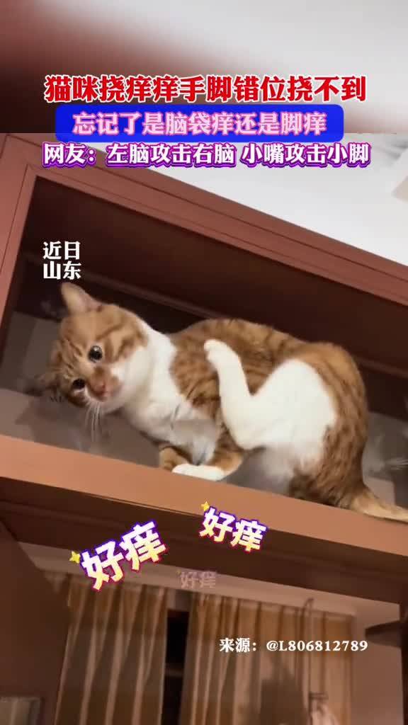 猫咪挠痒痒手脚错位挠不到,忘记是脑袋痒还是脚痒