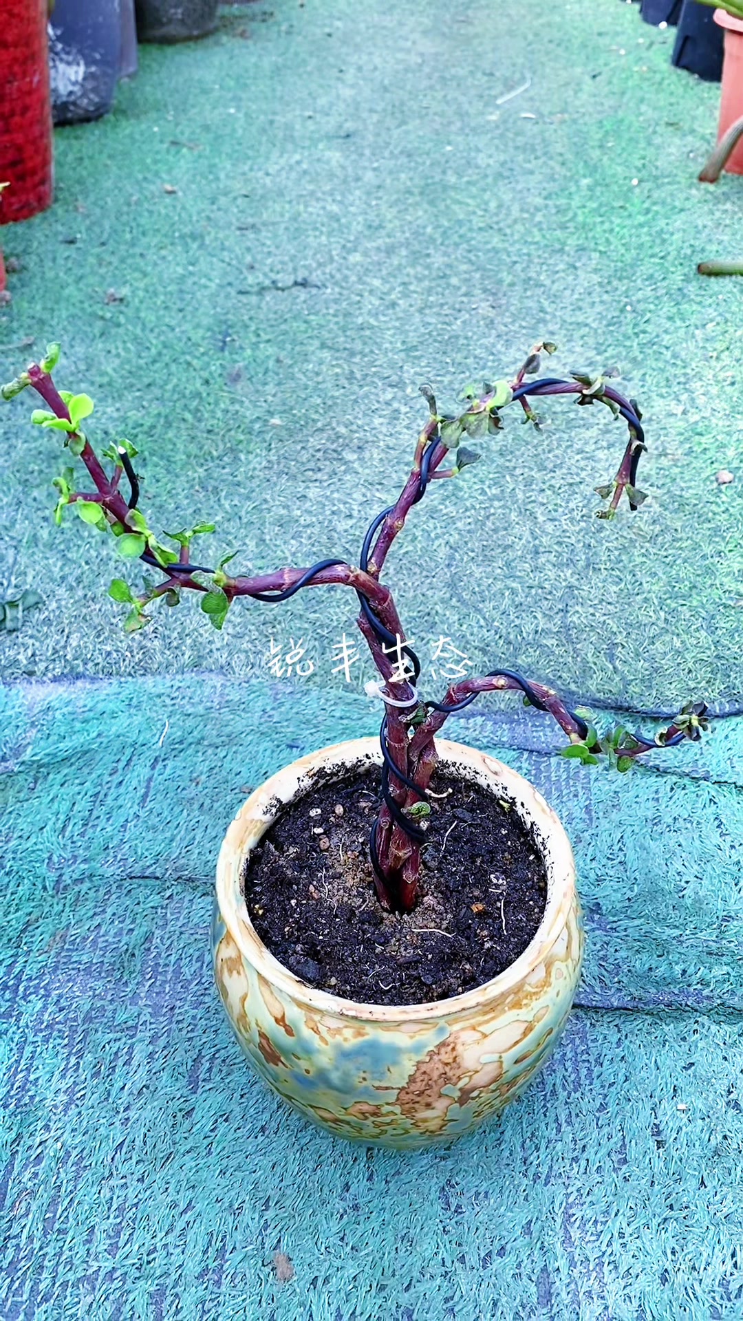 三根枝条的迎客松造型,一定要等纸条放软了再用铝丝慢慢固定就可以...