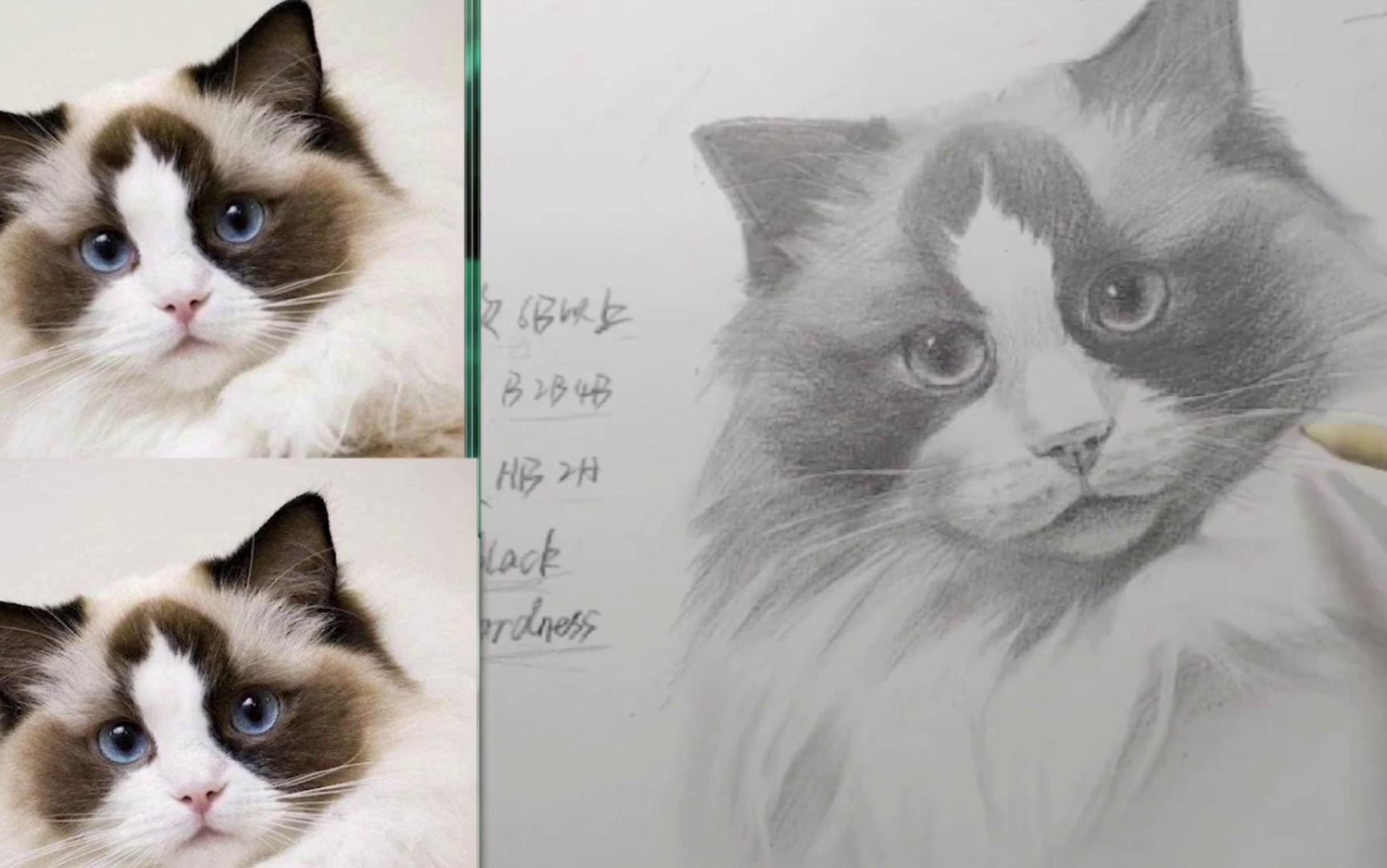 【素描教程简单学】猫咪的画法