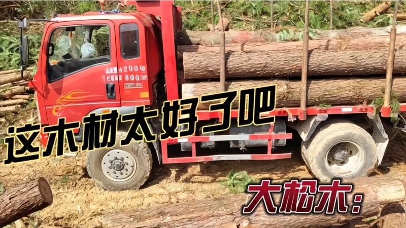 你们见过这么好的松木吗 一根差不多1000斤 48根满车