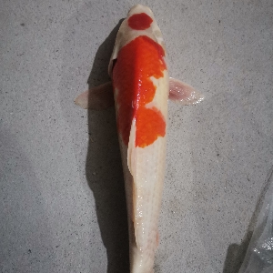 看那人好像一只狗 