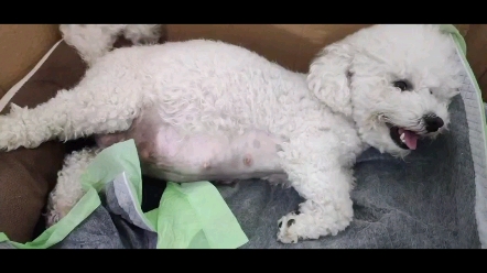 【生产记录1】生了生了它生了!